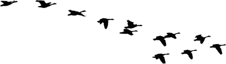 Guided Waterfowl Hunts in Arkansas | Turnt Up Waterfowl